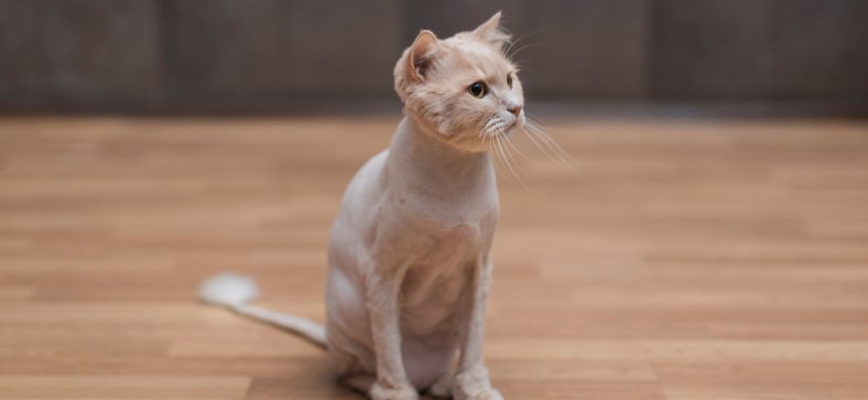 How to Understand Your Cat’s Body Language | 2025 Guide