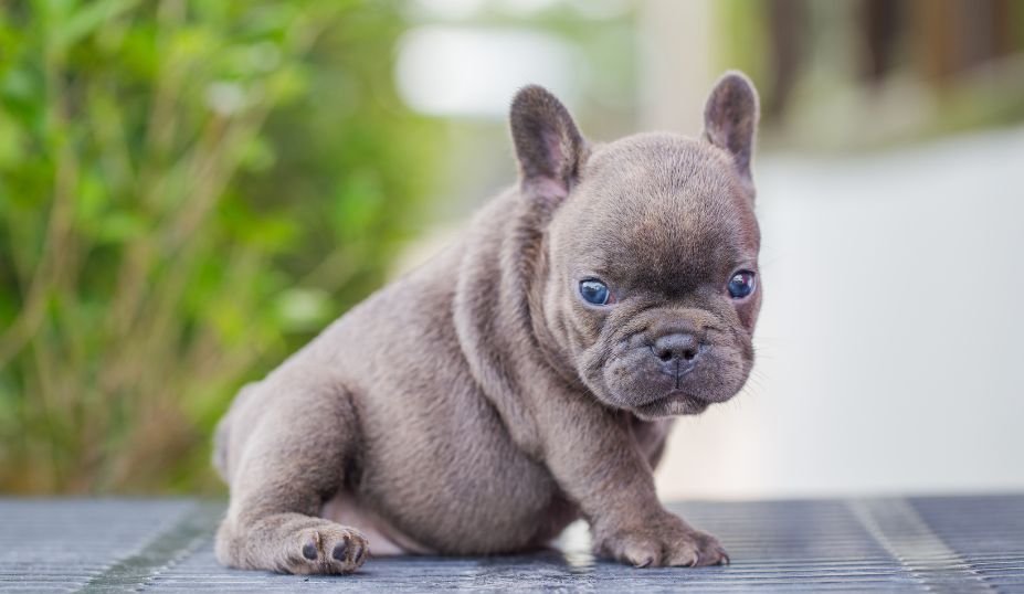 Discovering French Bulldogs' Intelligence: Are They Smart?