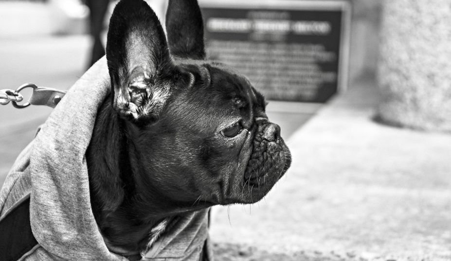 Discovering French Bulldogs' Intelligence: Are They Smart?