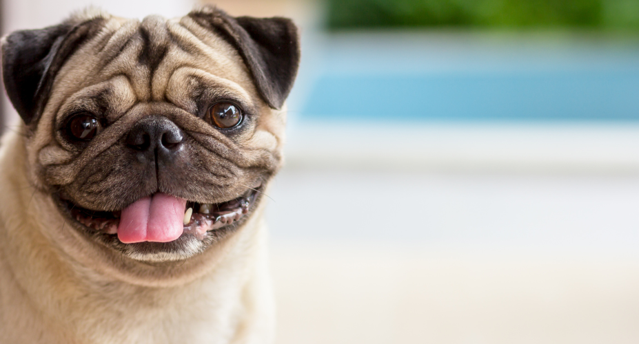 Unraveling Pug Personality: Are Pugs Good Dogs? - Petzooie
