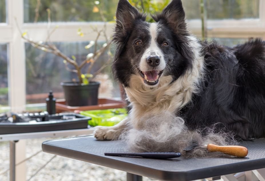 Border Collie Grooming Tools at Sara Gosman blog