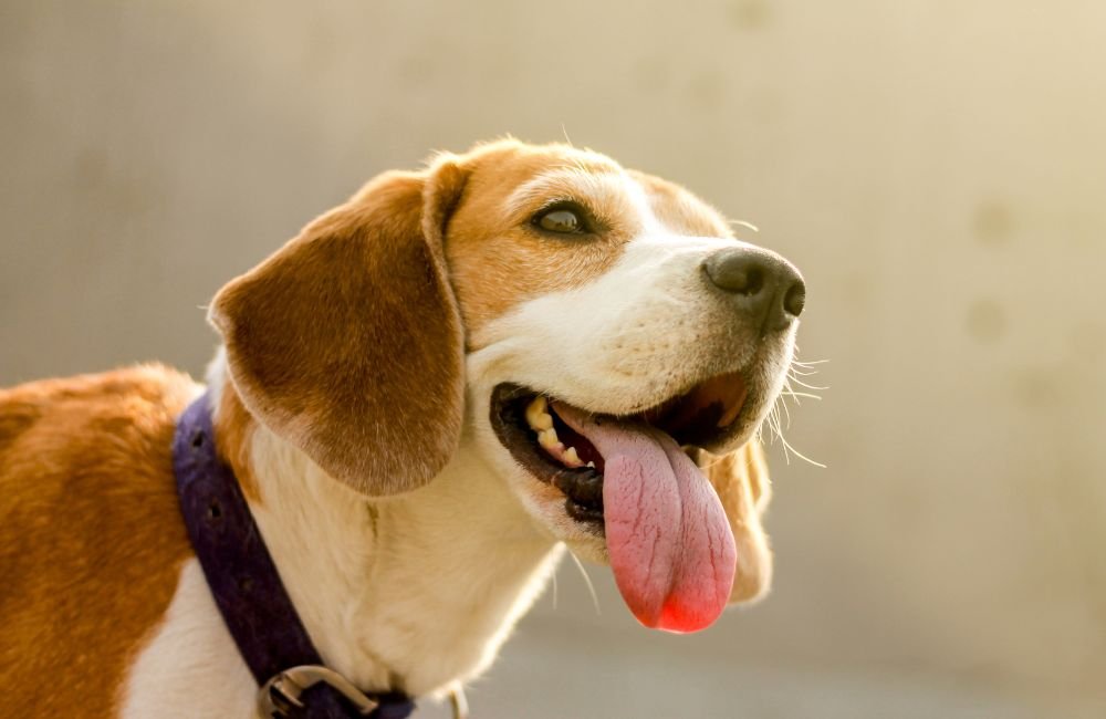 10 Healthy and Delicious Breakfast Ideas for Beagles