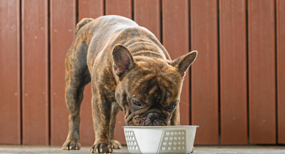 French Bulldogs and Bread: A Complete Owner's Guide