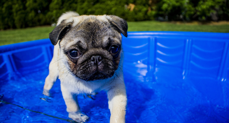 Can Pugs Swim? Understanding Swimming Capabilities of Pugs