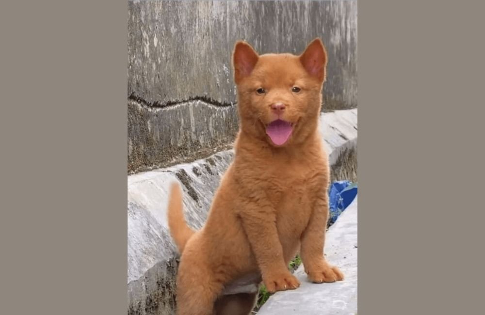 Red Cantonese Bear Dog Puppies - Adorable and Unique Companions