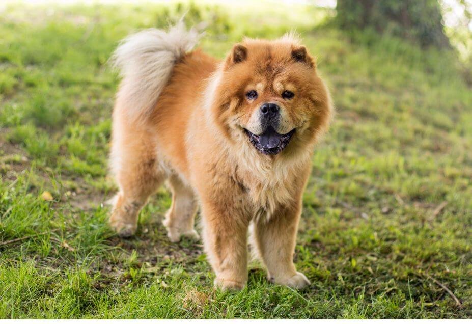 HOW TO GROOM A CHOW CHOW - Petzooie
