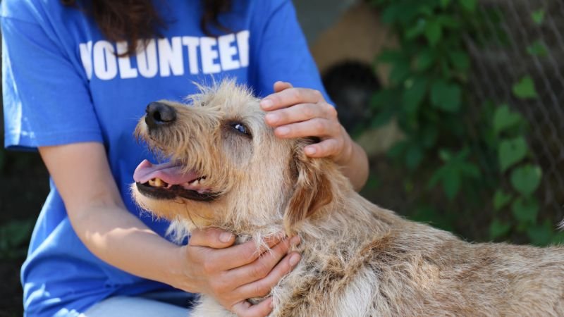 Careers in Animal Shelters: How You Can Make a Difference