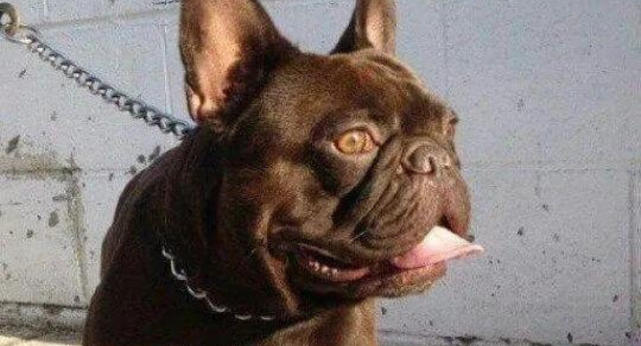 Cocoa vs Chocolate French Bulldog: Unraveling the Mysteries
