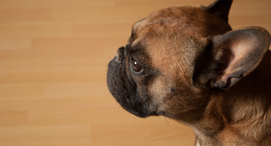 Cocoa vs Chocolate French Bulldog: Unraveling the Mysteries