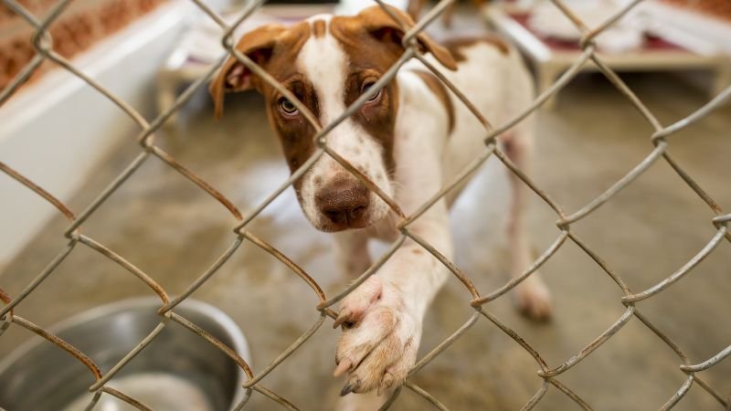 Careers in Animal Shelters: How You Can Make a Difference