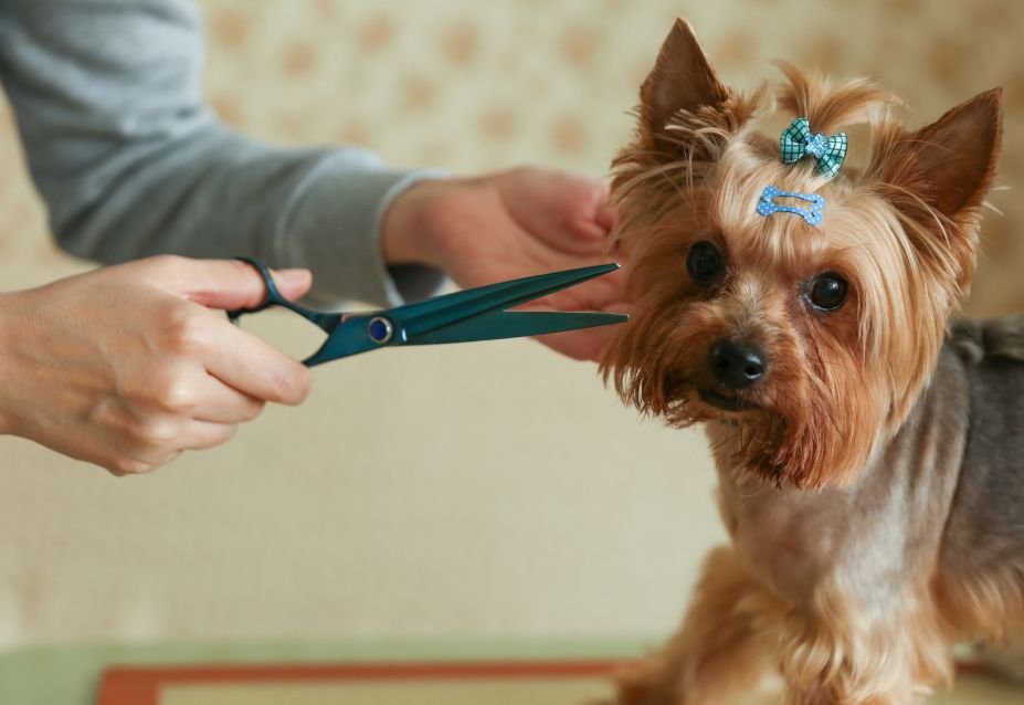 Do Dogs Need Rabies Shot to Get Groomed? -Petzooie