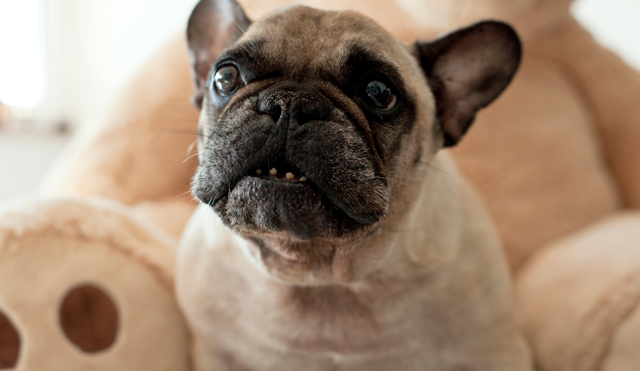 French Bulldogs: Common Health Issues