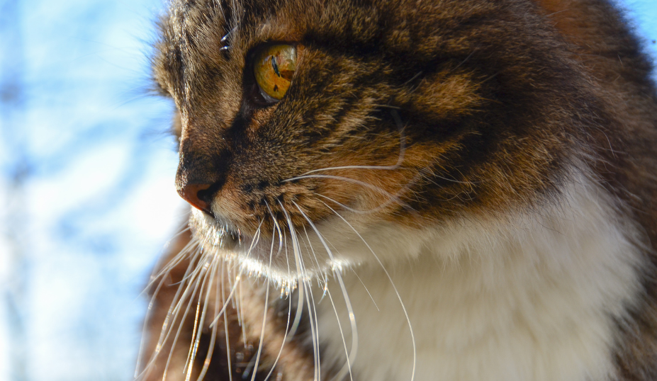 Do Norwegian forest cats meow
