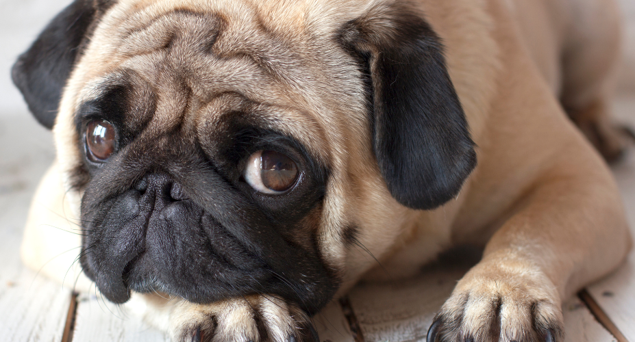 Debunking Myths: Do Pugs' Eyes Fall Out? - Petzooie