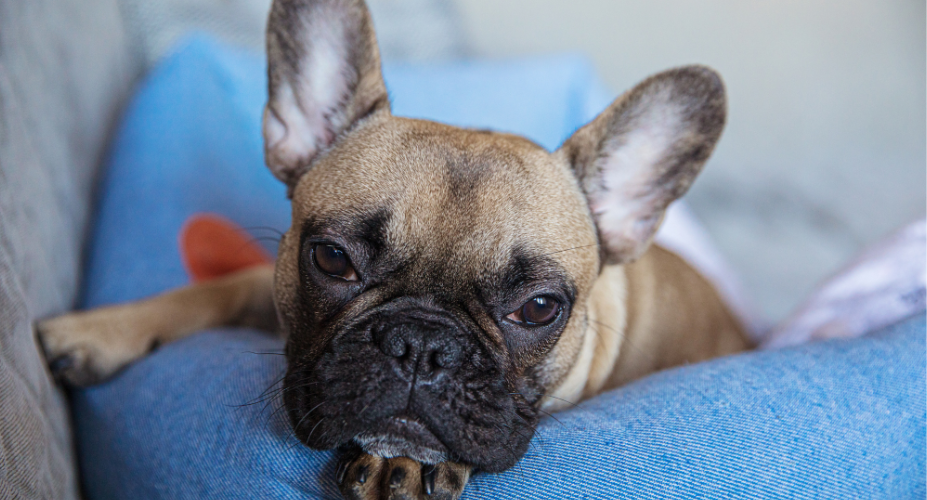 French Bulldog 100 Years Ago vs Now - Petzooie