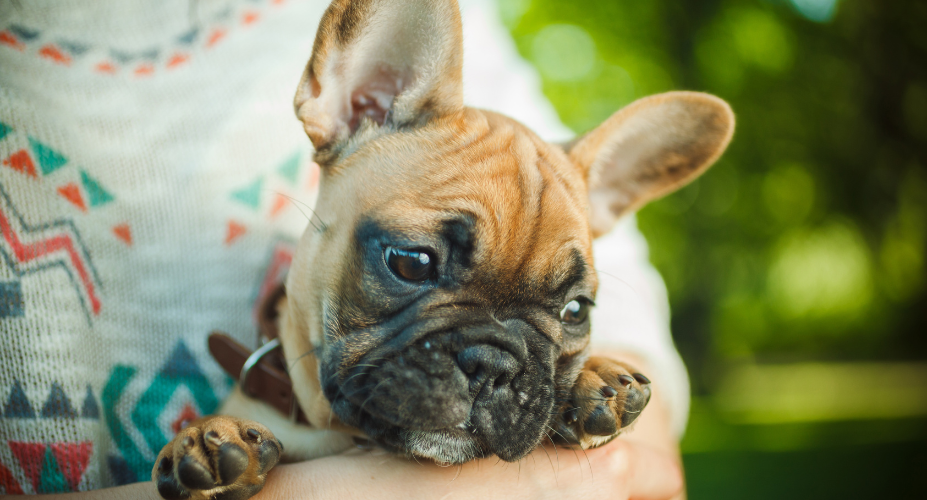 French Bulldog vs Yorkie - Petzooie