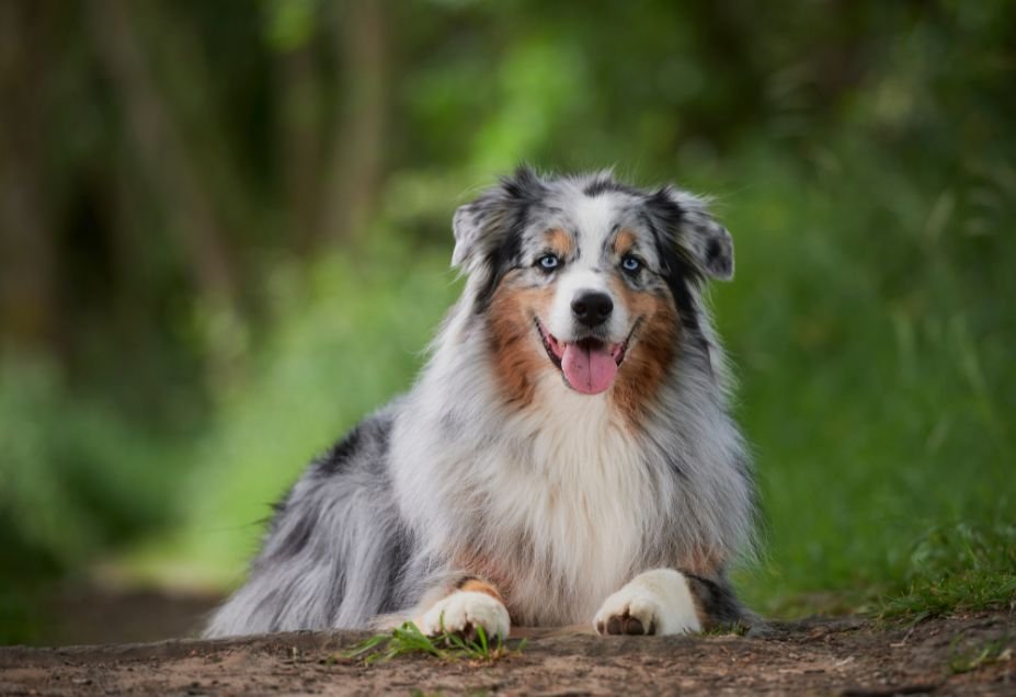 How to Groom an Australian Shepherd? - Petzooie