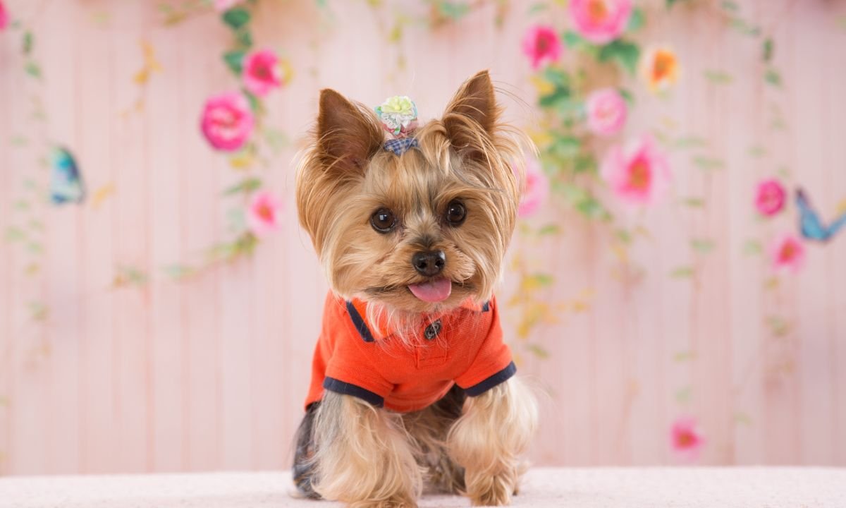 Grooming Your Yorkie: Expert Tips for a Posh Pup