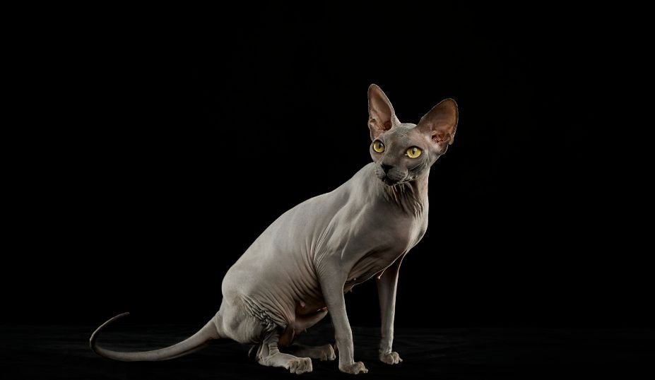 History of Sphynx Cats: Origins and Evolution