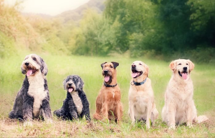 10 Fun Indoor Games for Dogs to Keep Them Busy