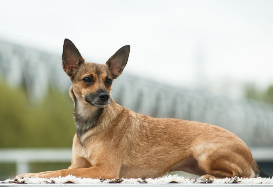 7 Eye-Opening Facts About Mexican Street Dogs (Xoloitzcuintli)