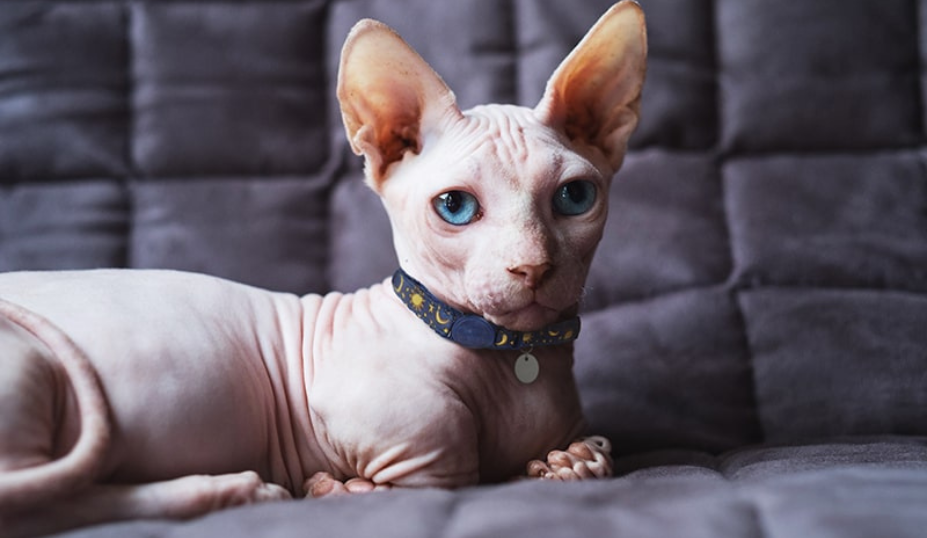 Munchkin Sphynx Cat