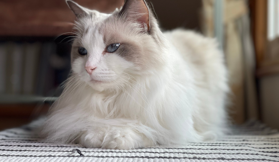 Norwegian Forest Cat Ragdoll Mix: Feline Fusion