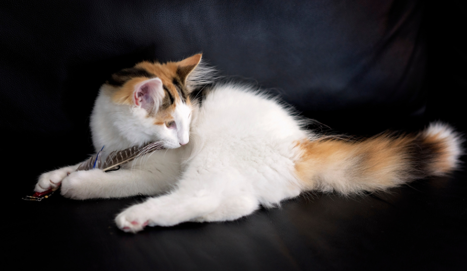 Norwegian Forest Cat Winter Coat