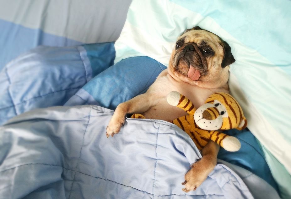 Pug vs Dachshund : A Comprehensive Breeds Comparison
