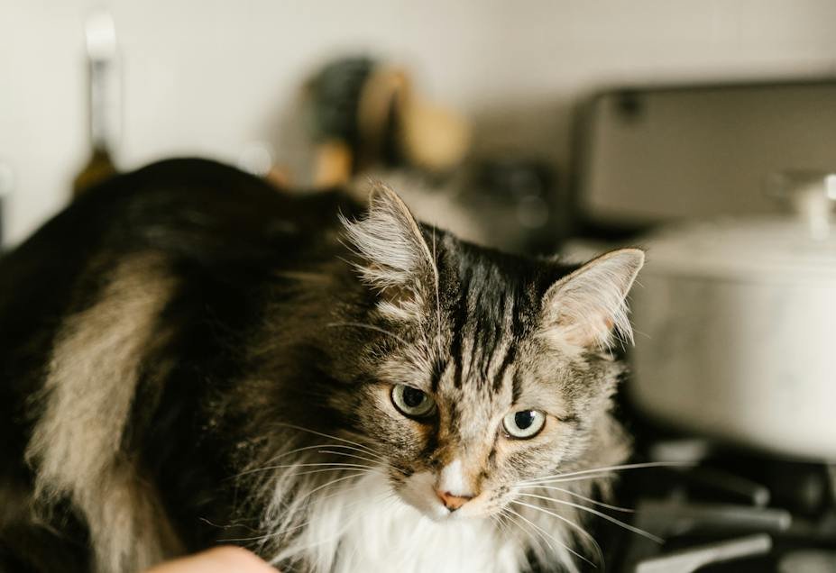 Do Maine Coons Need Raw Meat? - Petzooie