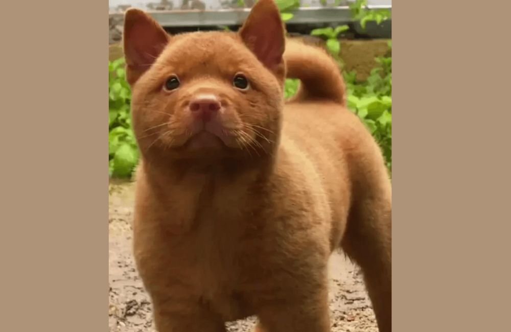 Red Cantonese Bear Dog Puppies - Adorable and Unique Companions