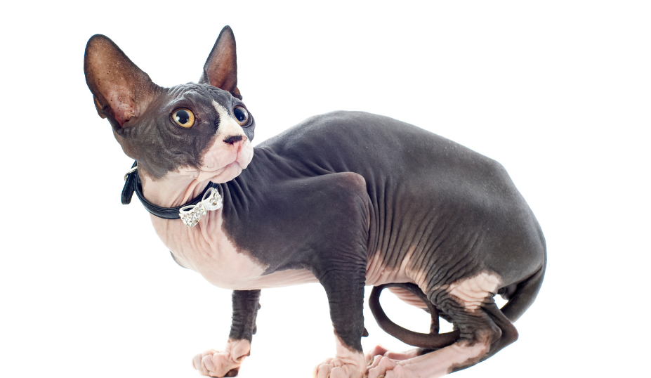 Sphynx Cat Breeders: Trusted Sources for Your Feline Friend