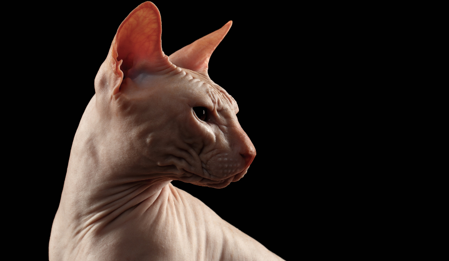 Sphynx Cat Lifespan: Insights on Hairless Feline Longevity