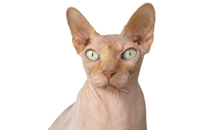Sphynx Cats Distinctive Breed.: Whiskers and All