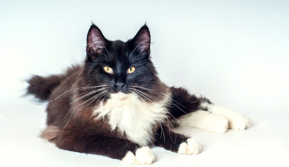 Tuxedo Norwegian Forest Cat: Appearance, Care & Personality Guide