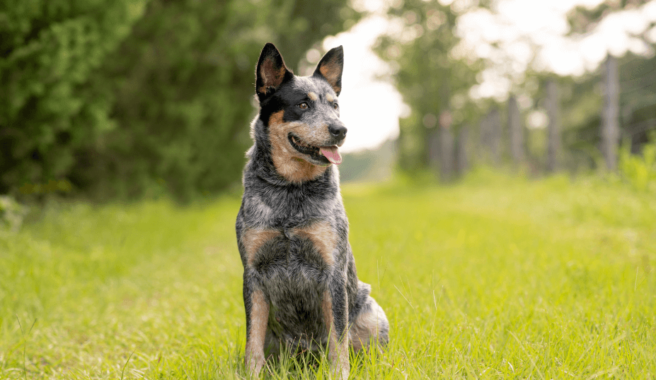 Australian Cattle Dog