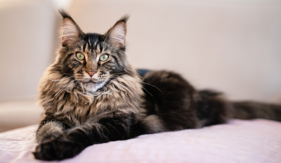 Maine Coon Cat Size Explained: The Shocking Truth About How Big They Get