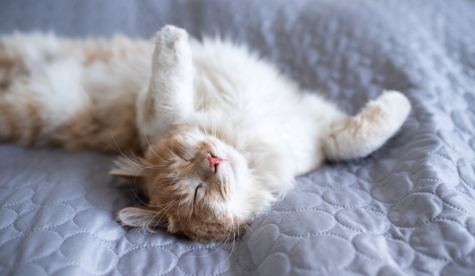 Why Do Cats Sleep So Much