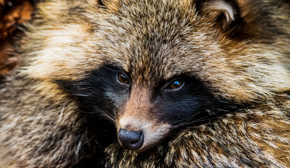 Raccoon Dog: