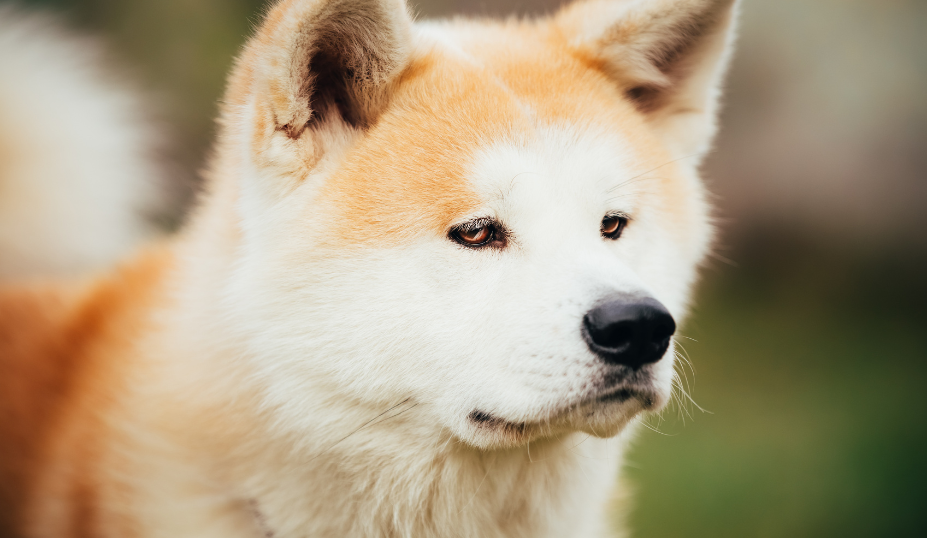 Akita Dog: Explore Breed Characteristics and Care