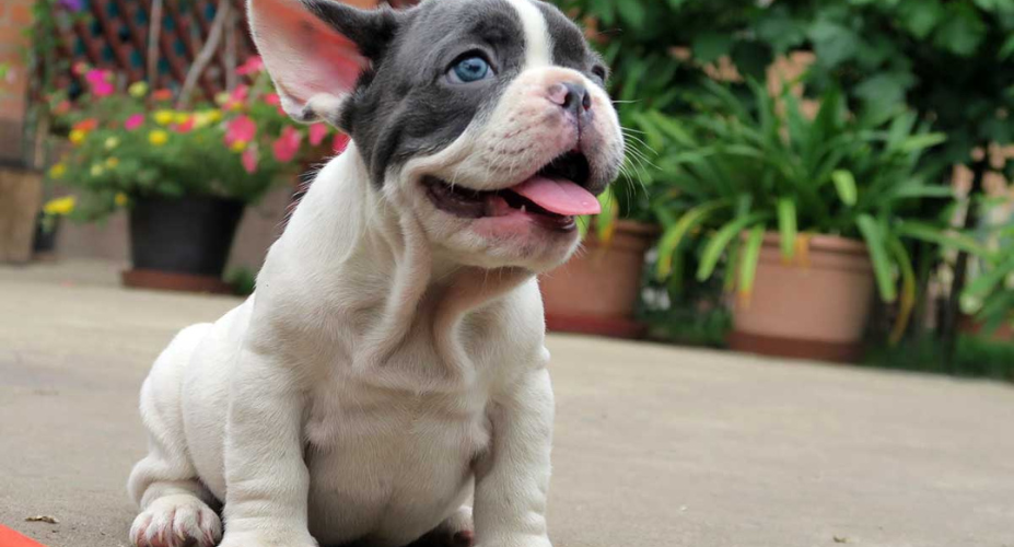 Pied French Bulldogs: Find the Distinctive Coat Pattern