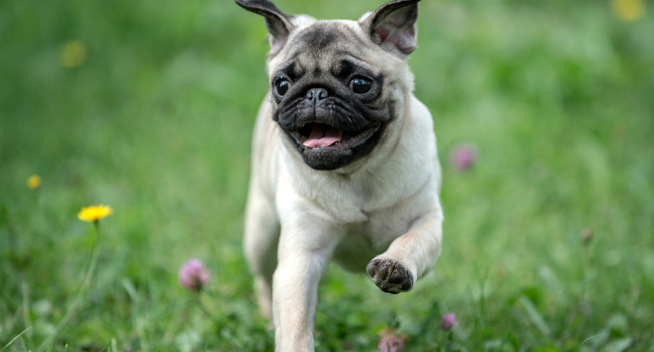 Where Are Pugs From? The Pug's Journey - Petzooie