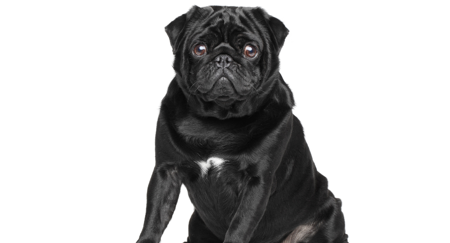 Pug vs Border Collie: Choose Your Perfect Pet - Petzooie