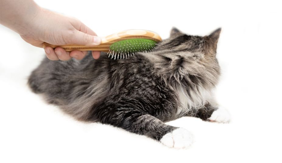Best Brush for Norwegian Forest Cat - Petzooie