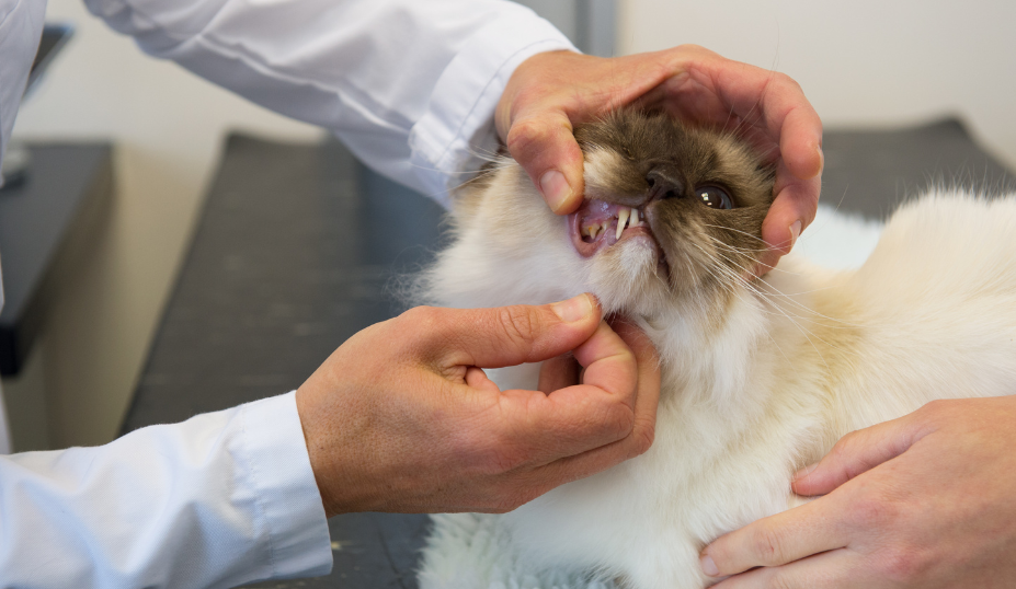 How Many Teeth Do Cats Have - Petzooie