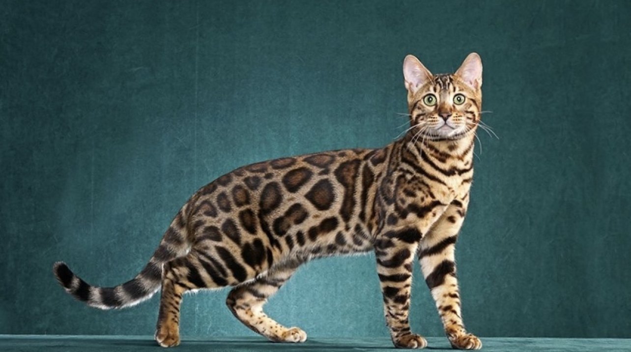 Bengal Cat Prices What to Expect