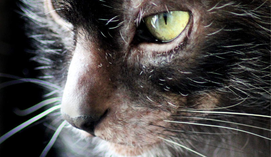 Lykoi Cat - Breed Comparison - Petzooie