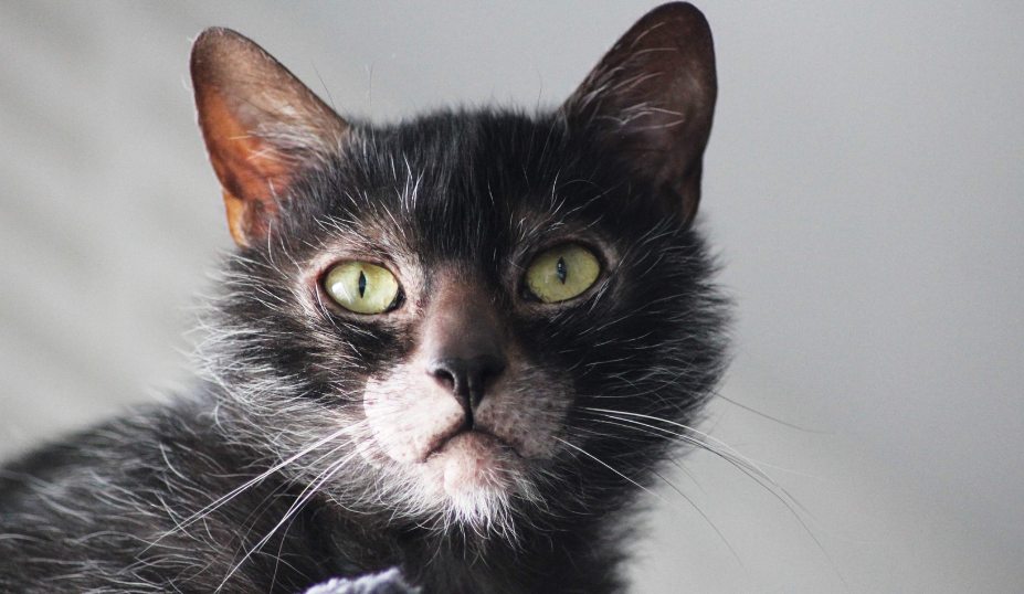 Lykoi Cat - Breed Comparison - Petzooie