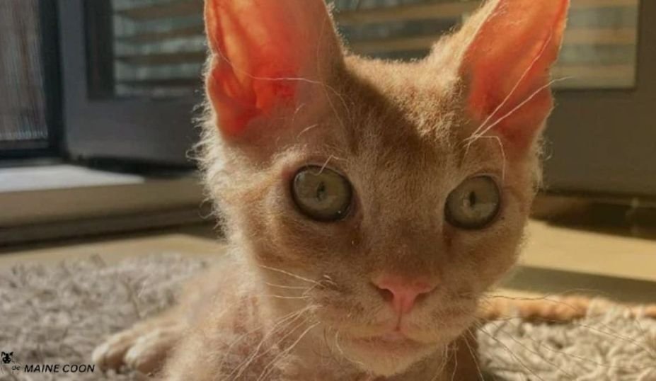 Sphynx Cat Mixed With Maine Coon | Rare Hybrid Breed Guide 2025