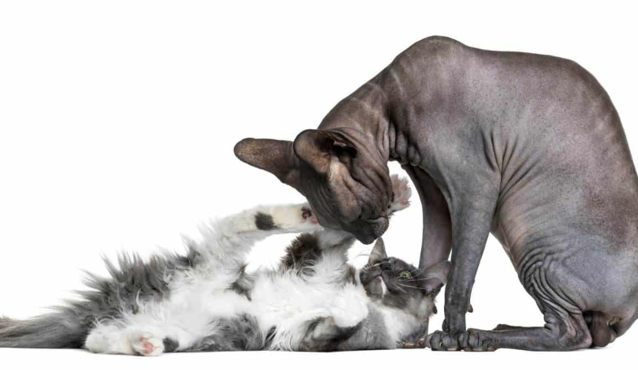 Sphynx Cat Mixed With Maine Coon | Rare Hybrid Breed Guide 2025